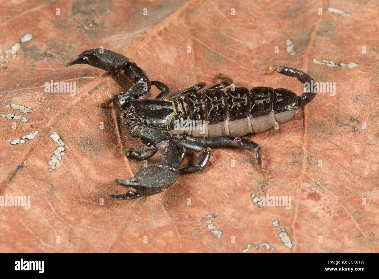 Heterometrus fulvipes Family: SCORPIONIDAE, Satpura Tiger Reserve ...