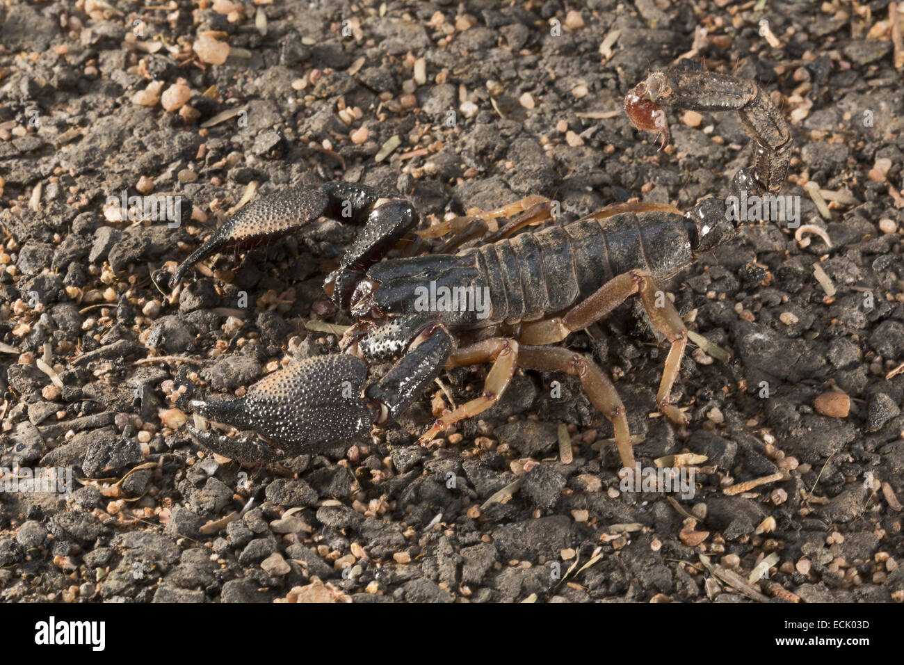 Scorpionidae hi-res stock photography and images - Alamy