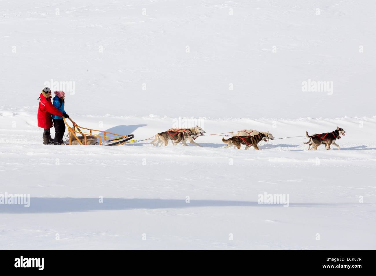 Canada, Quebec province, Quebec City winter sledding dogs on the Plains ...