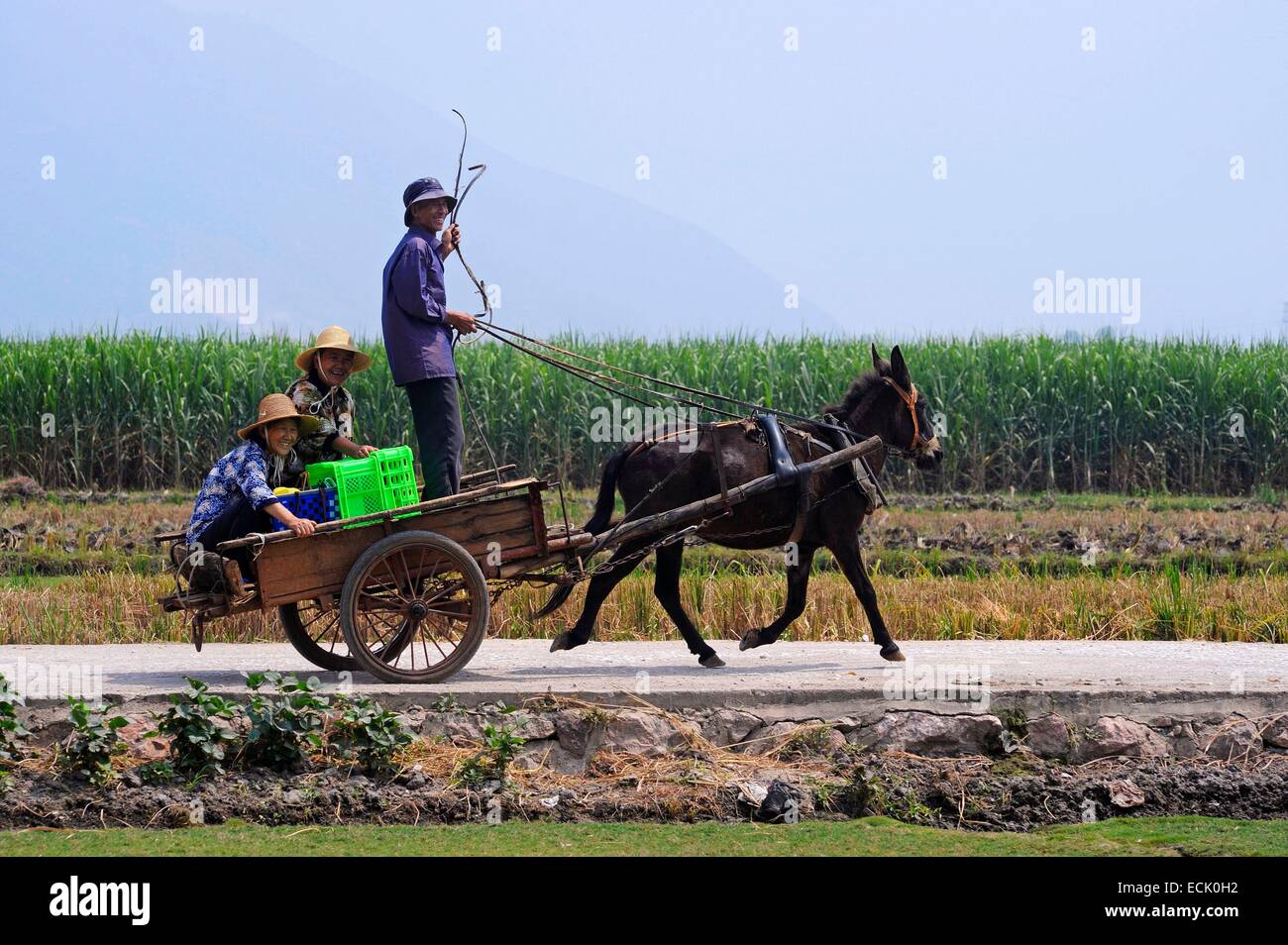 China, Yunnan Province, Hui Muslim village between rice fields and ...