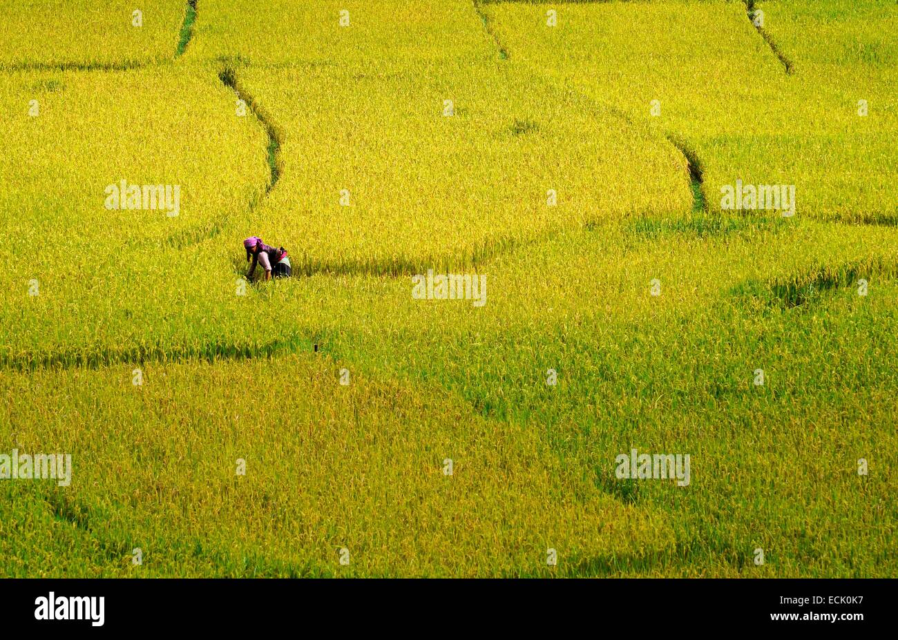 Harvesting Rice China High Resolution Stock Photography and Images - Alamy