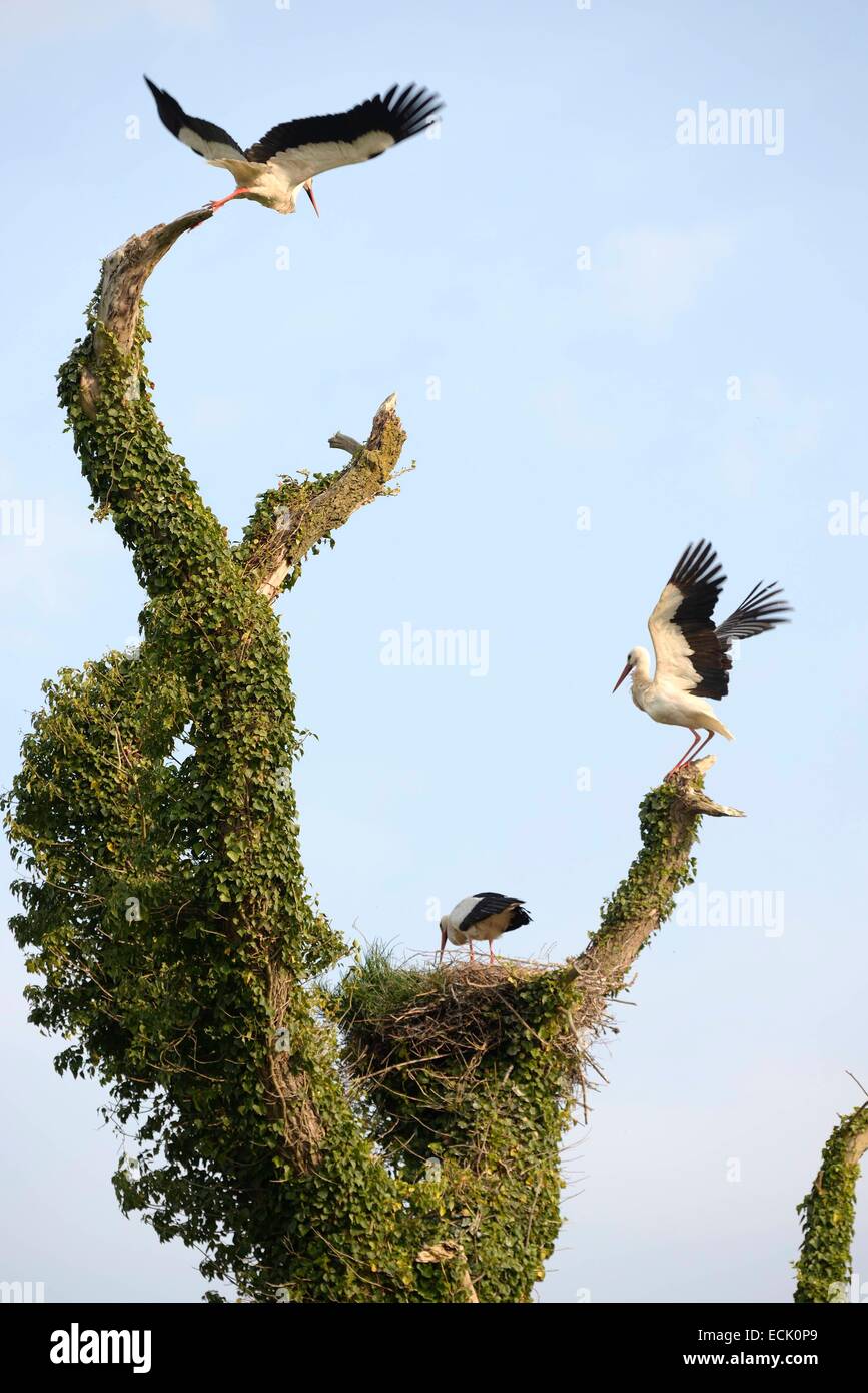 Cigognes blanches hi-res stock photography and images - Alamy