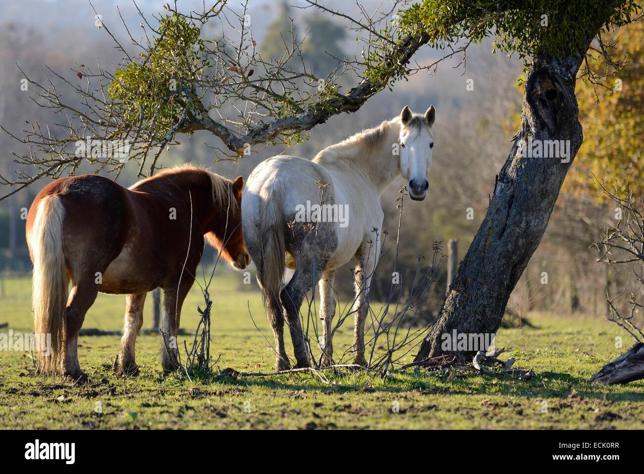 Horses under tree hi-res stock photography and images - Alamy