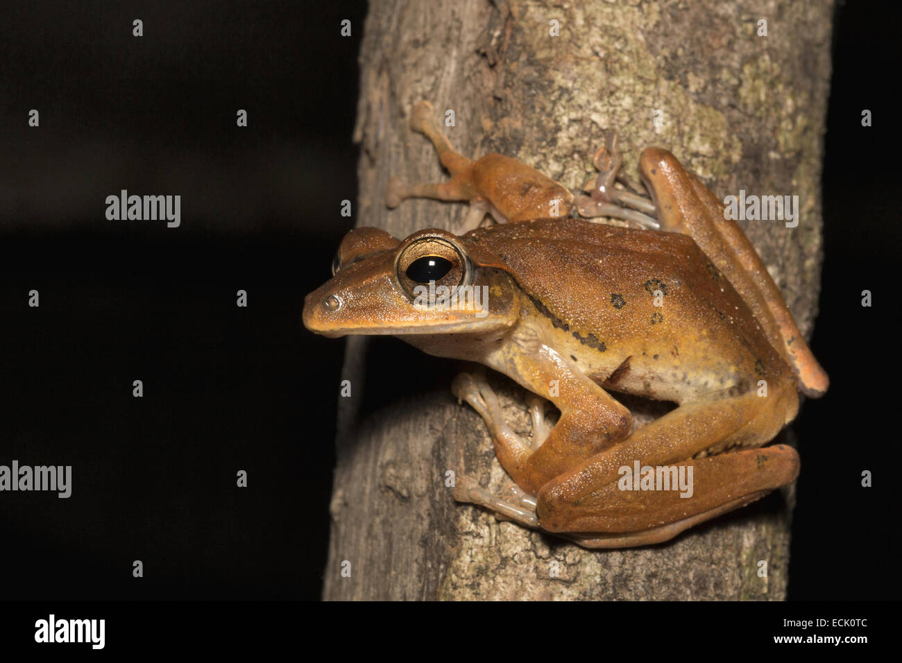 Cute tree frog hi-res stock photography and images - Alamy