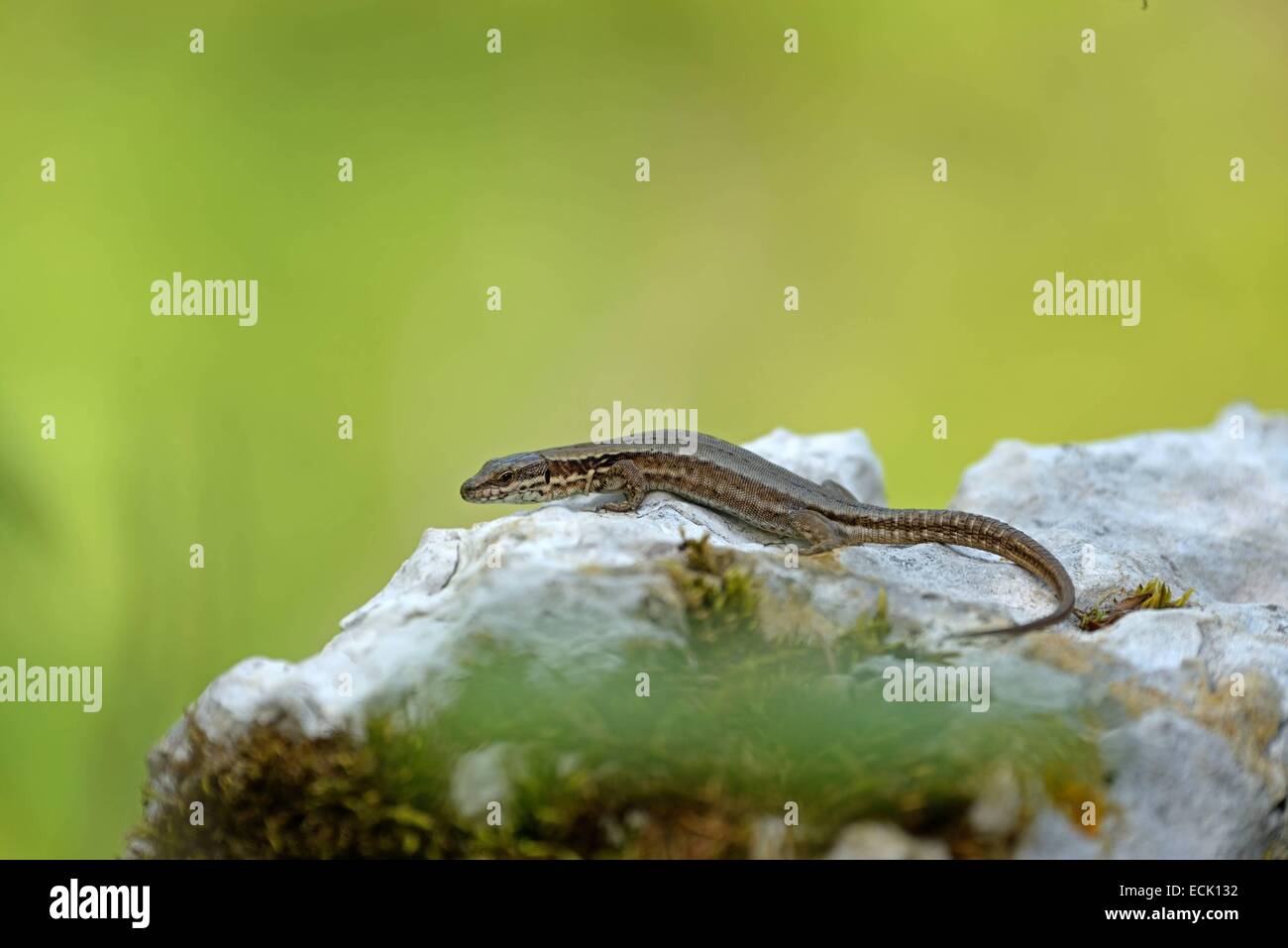 France, Doubs, Walls lizard (Podarcis muralis), Lizard on a rock near ...