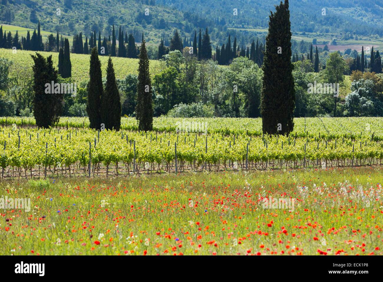 France, Aude, Monze, field of poppies and Corbieres AOC vineyard in the ...