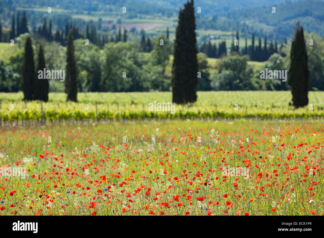 France, Aude, Monze, field of poppies and Corbieres AOC vineyard in the ...