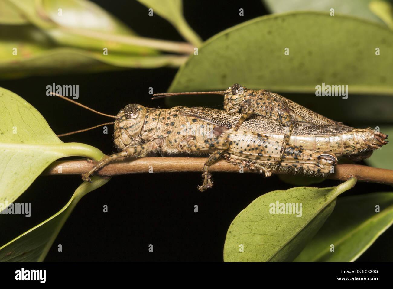 Stick insect mating Agumbe, Karnataka, India Stock Photo - Alamy