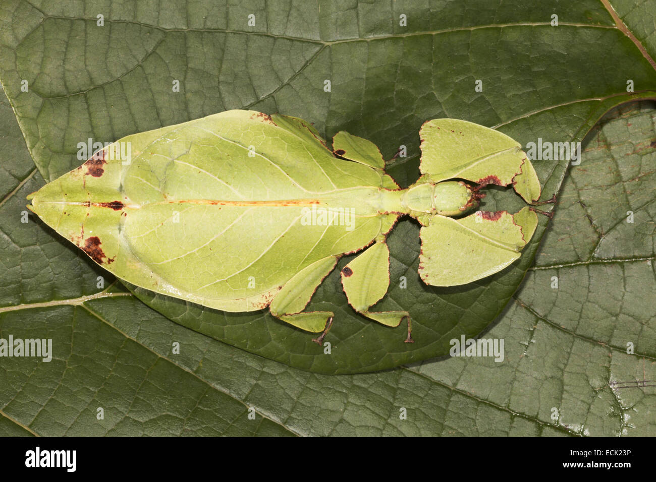 Leaf insect Family: Phasmidae, Agumbe, Karnataka, India Stock Photo ...
