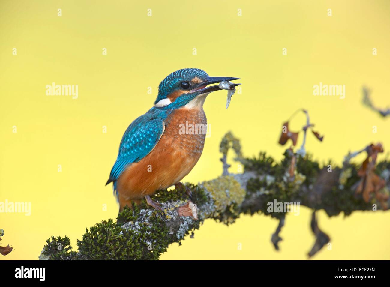 France, Doubs, natural space of Allan, Brognard, Kingfisher (Alcedo ...
