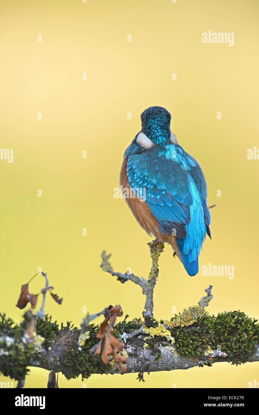 France, Doubs, natural space of Allan, Brognard, Kingfisher (Alcedo ...