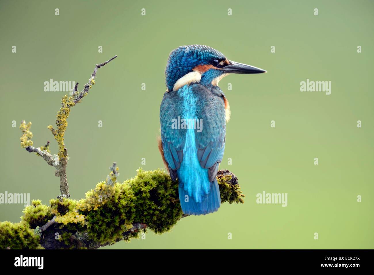 France, Doubs, natural space of Allan, Brognard, Kingfisher (Alcedo ...