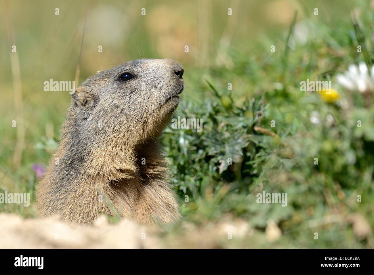 Switzerland, massif Chasseral swore Switzerland, Marmot (Marmota ...