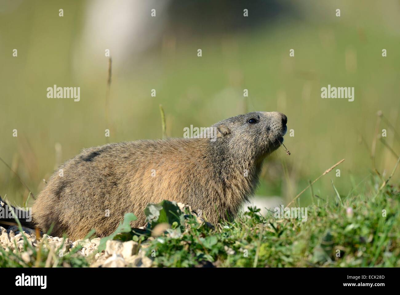 Switzerland, massif Chasseral swore Switzerland, Marmot (Marmota ...