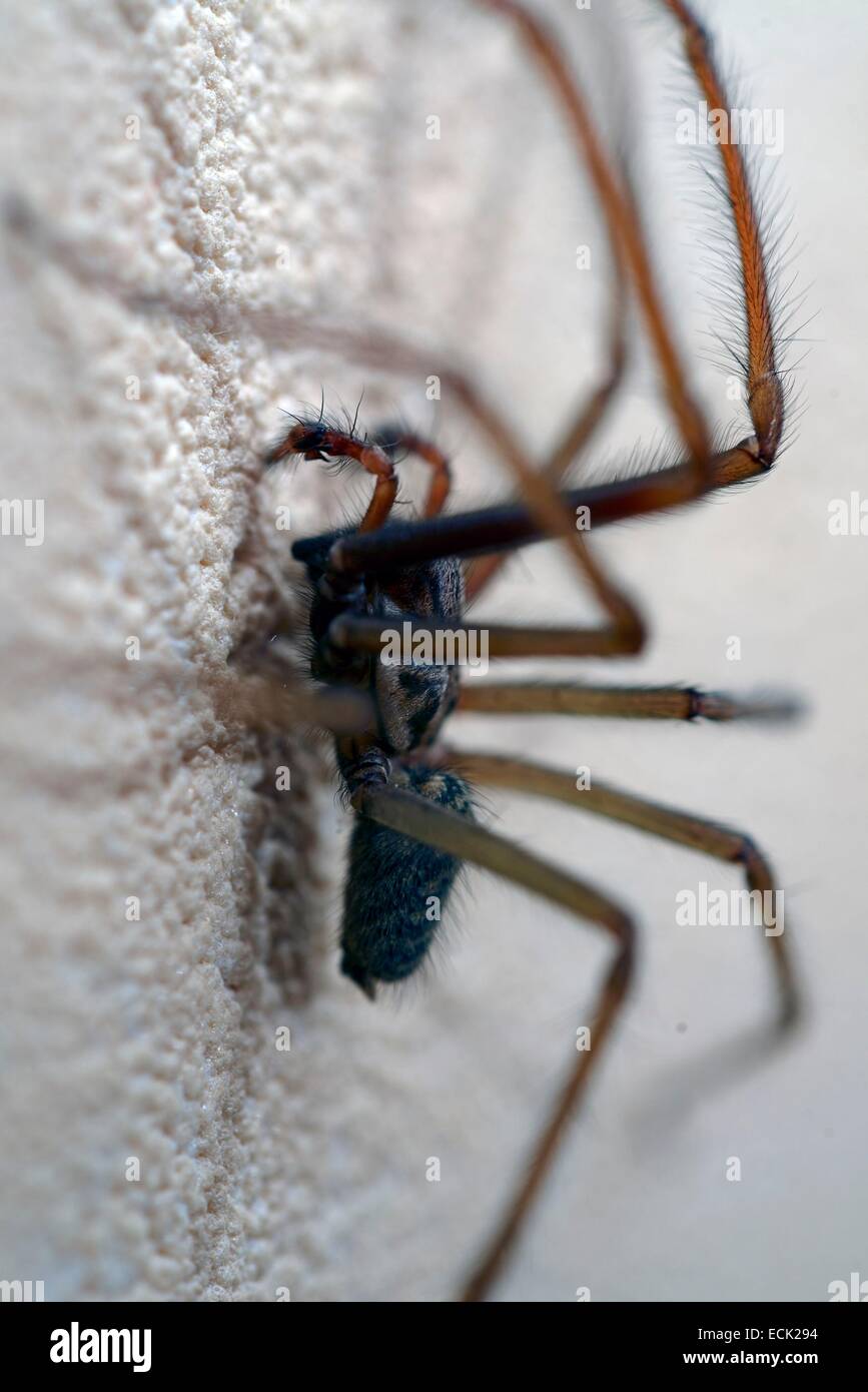 Spider in shelter hi-res stock photography and images - Alamy