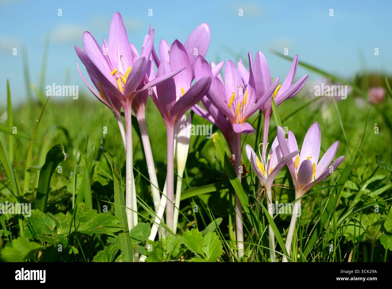France, Doubs, flora, autumn crocus, Crocus autumn, bunch of flowers in ...