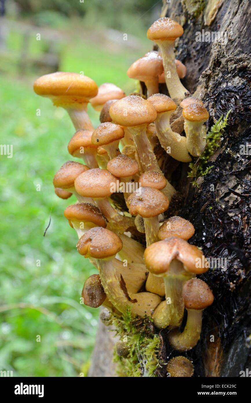 Dead tree fungi hi-res stock photography and images - Alamy