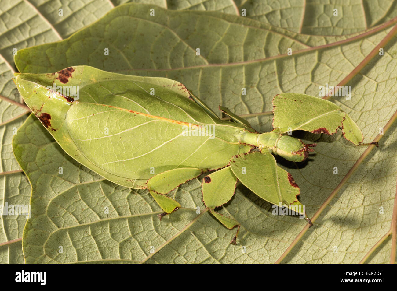 Leaf insect Family: Phasmidae, Agumbe, Karnataka, India Stock Photo - Alamy