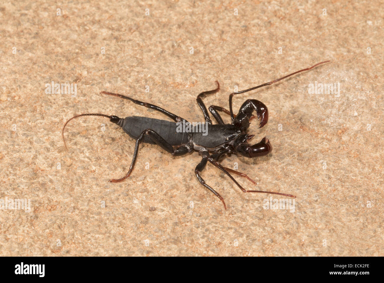 Whip tail scorpion Labochirus sp. Family: Uropygi, Agumbe, Karnataka ...