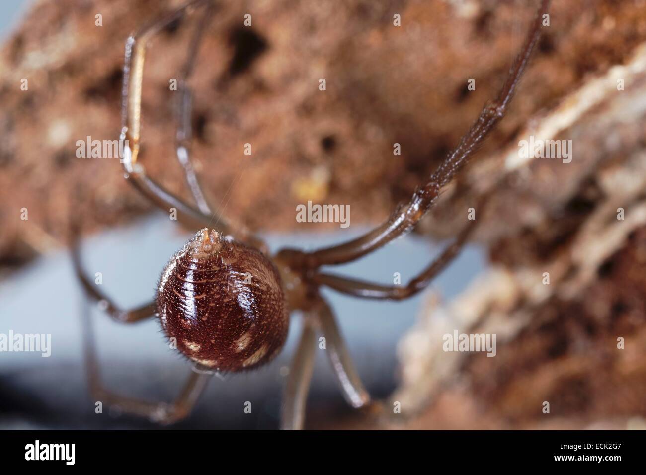 France, Paris, Araneae, Theridiidae, False black widow or Cupboard ...