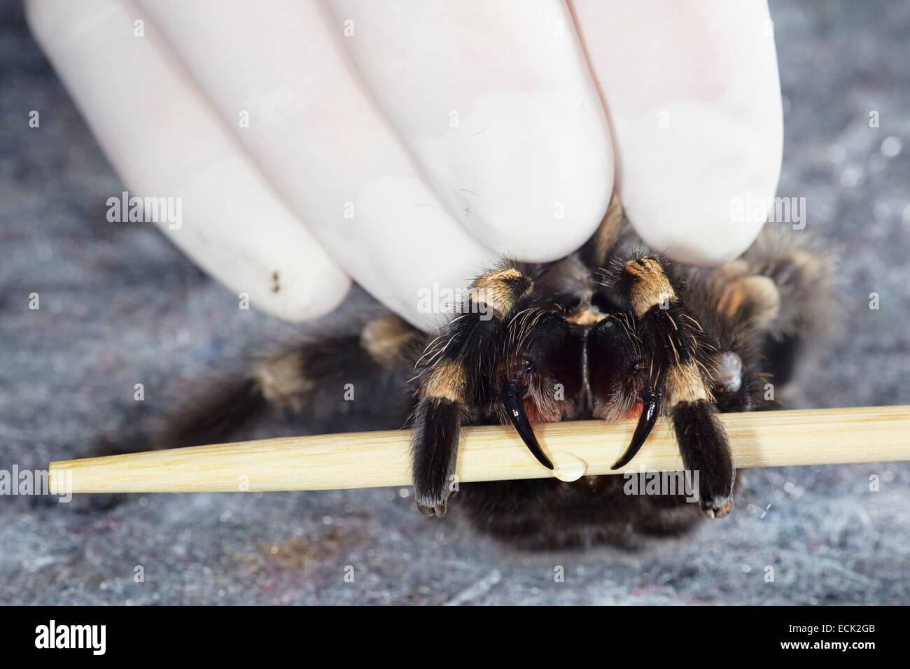 France, Paris, National Museum of Natural History, Mygalomorphae ...