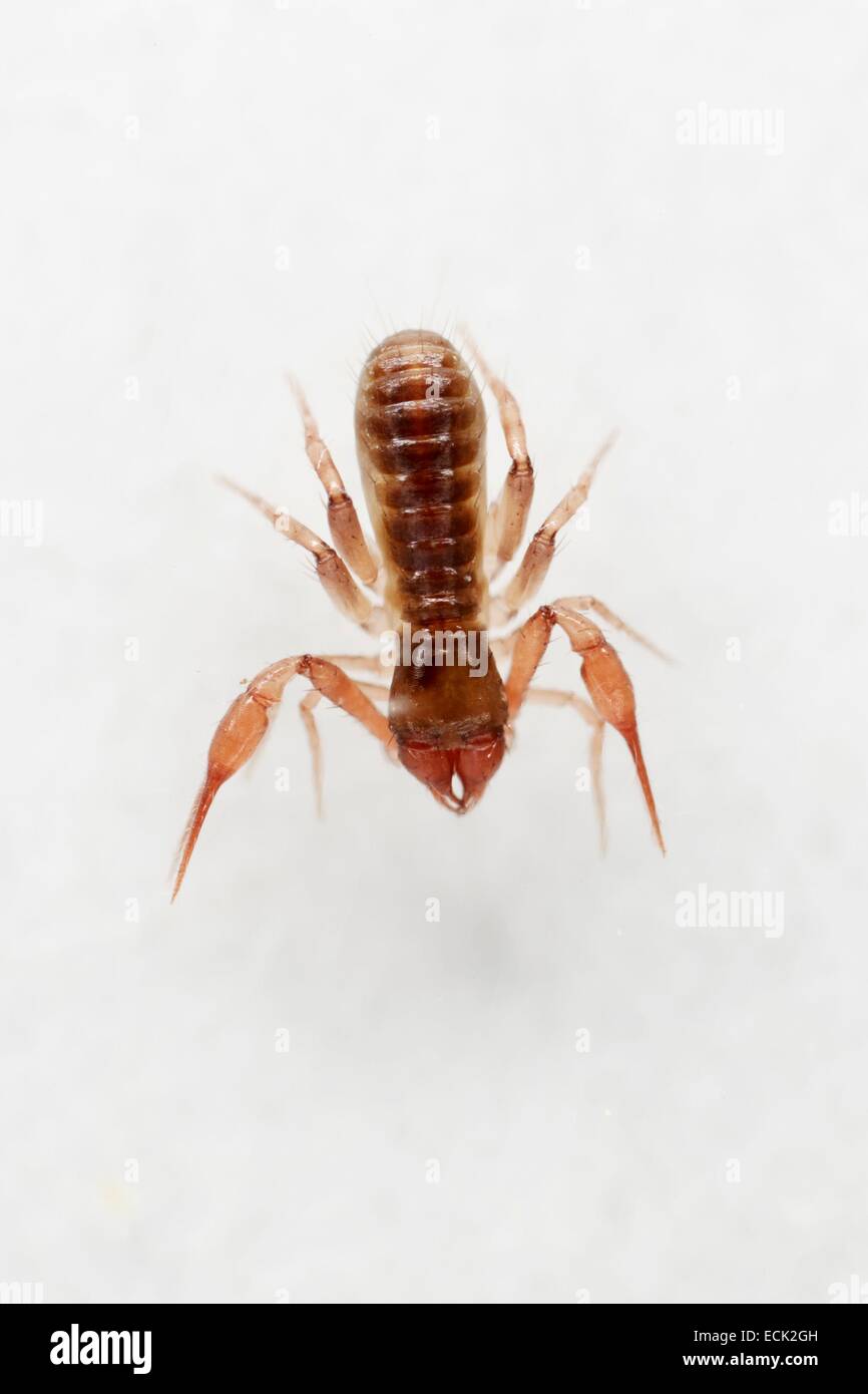 Common chthonid chthonius ischnocheles hi-res stock photography and ...