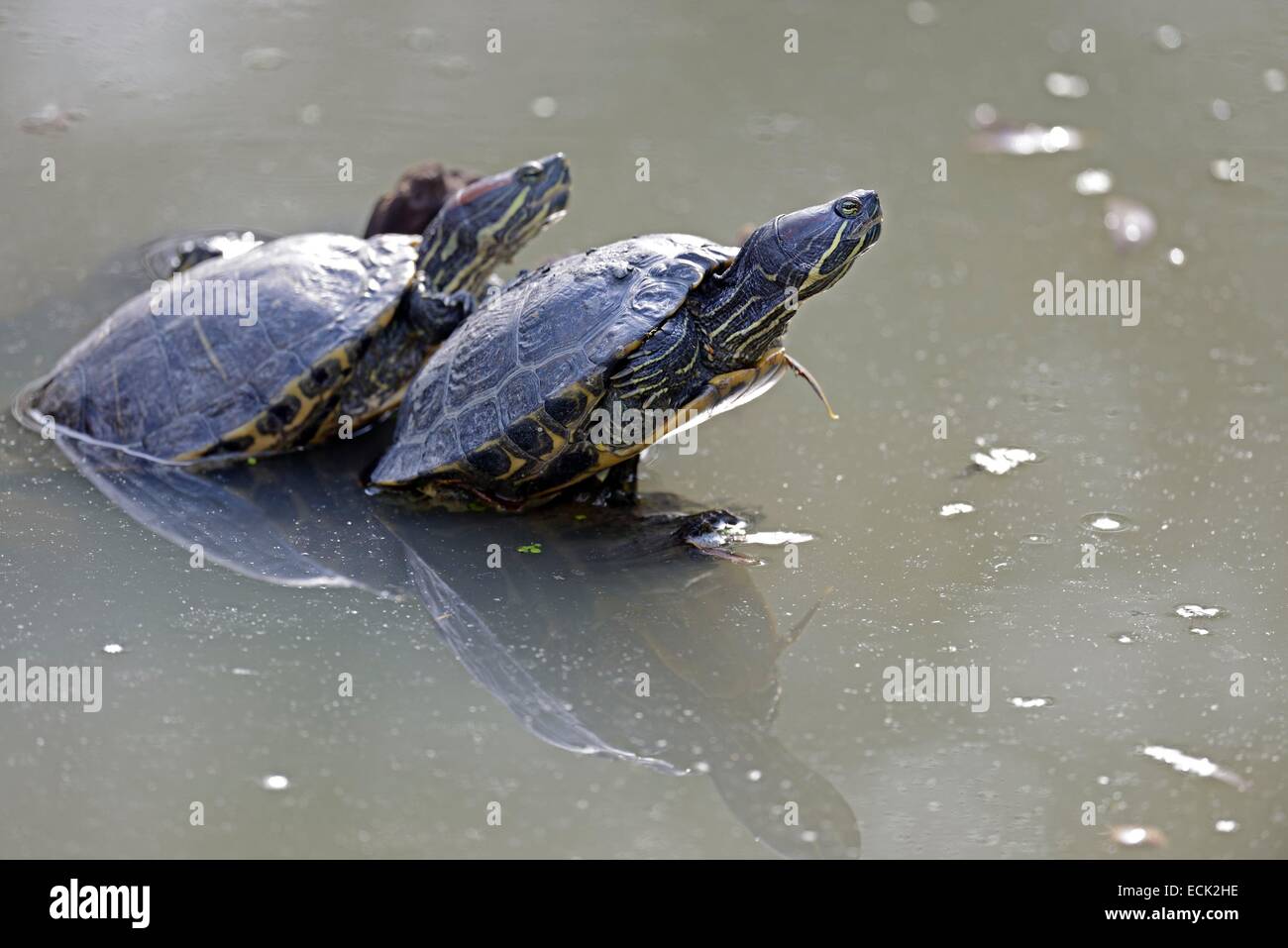 France, Doubs, the Natural Area to Brognard Allan, Slider Turtle ...