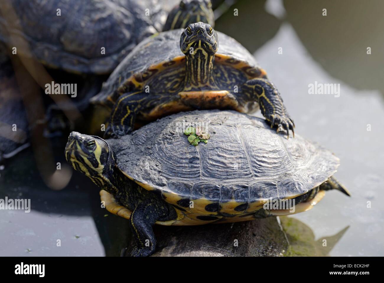 France, Moselle, Animal Park Saint Croix, Rhodes, Slider Turtle ...