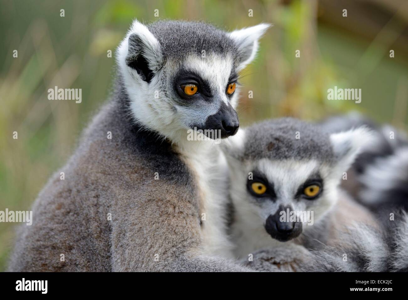 Madagascar, Lemur, Maki Catta (Lemur catta Stock Photo - Alamy