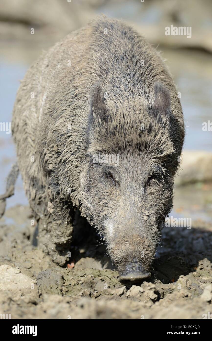 France, Moselle, Animal Park Saint Croix, Rhodes, wild boar (Sus scrofa ...