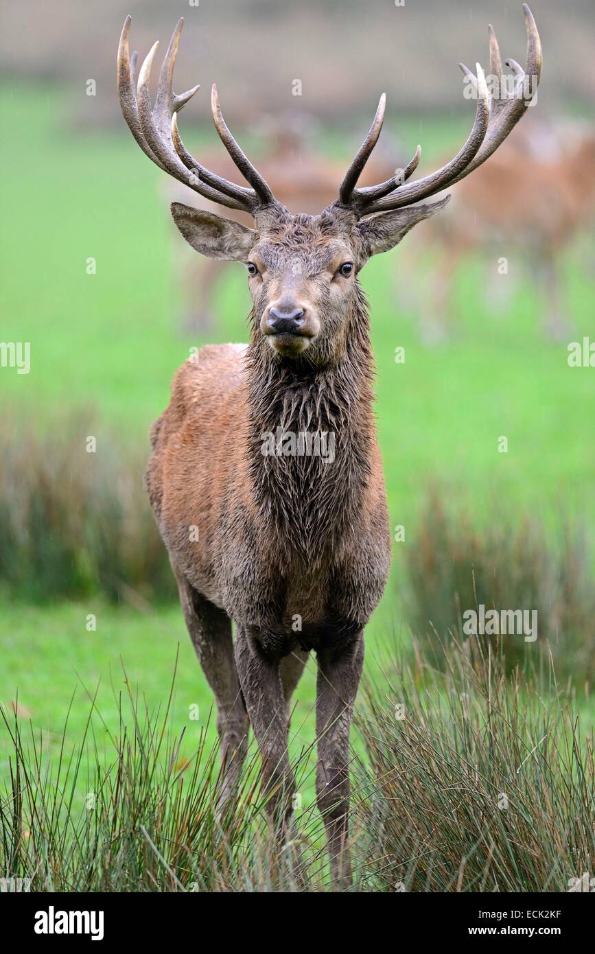 France, Moselle, Animal Park Saint Croix, Rhodes, red deer (Cervus ...