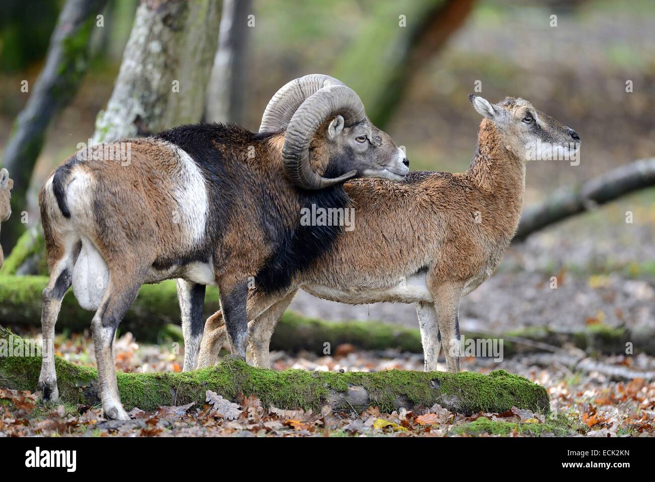 France, Moselle, Animal Park Saint Croix, Rhodes, Corsican mouflon ...