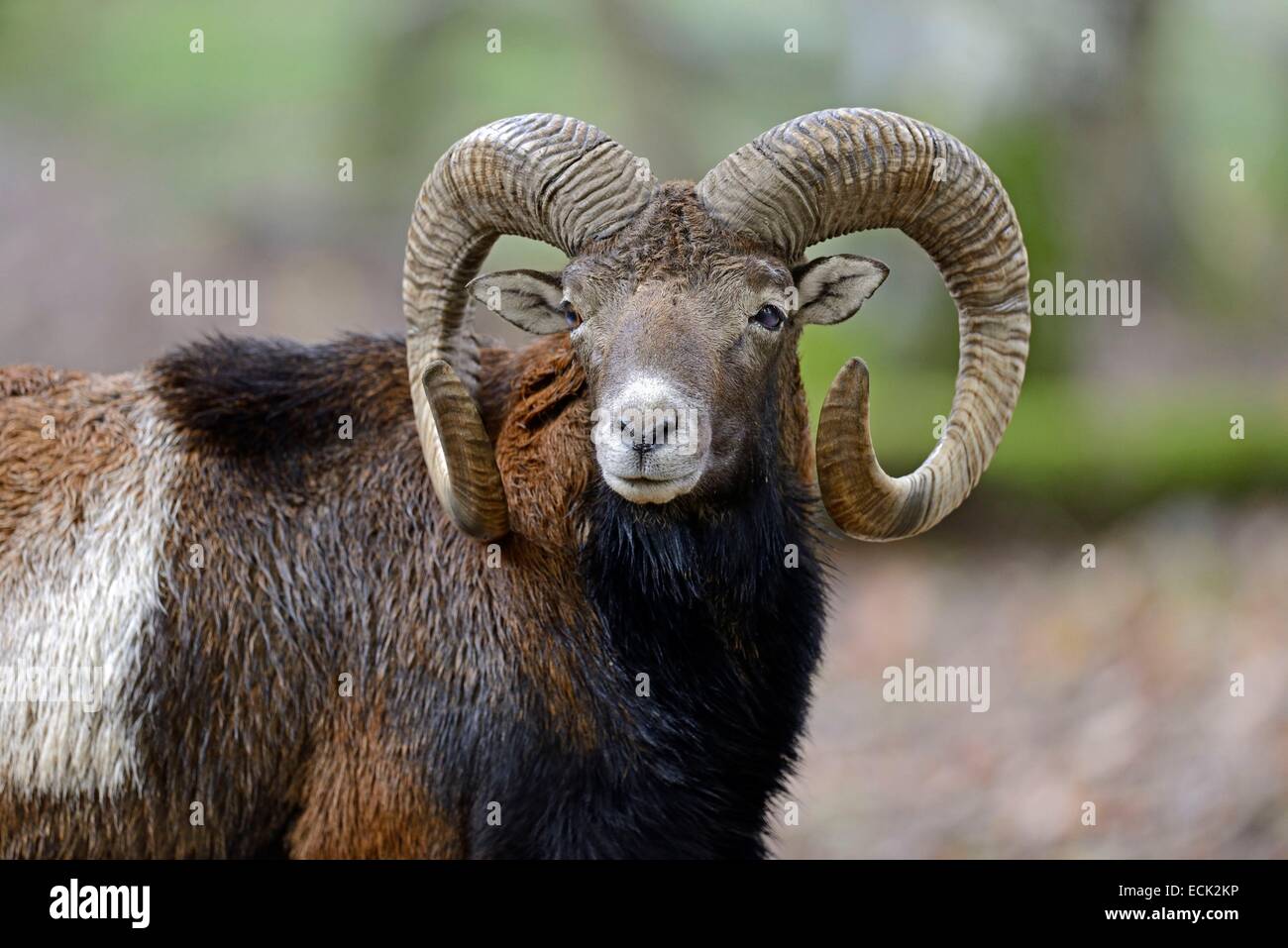 France, Moselle, Animal Park Saint Croix, Rhodes, Corsican mouflon ...