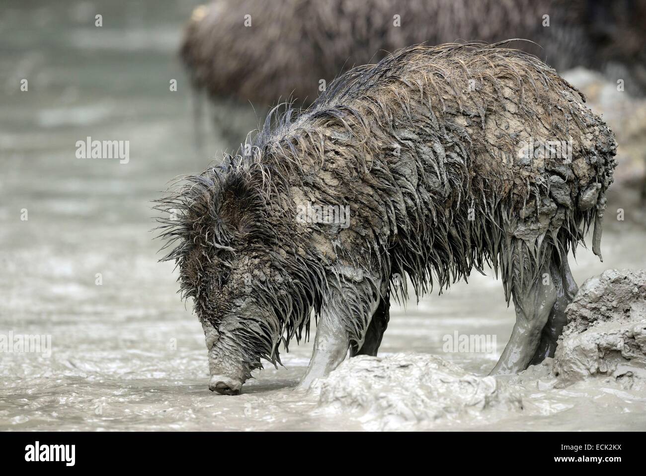 France, Moselle, Animal Park Saint Croix, Rhodes, wild boar (Sus scrofa ...