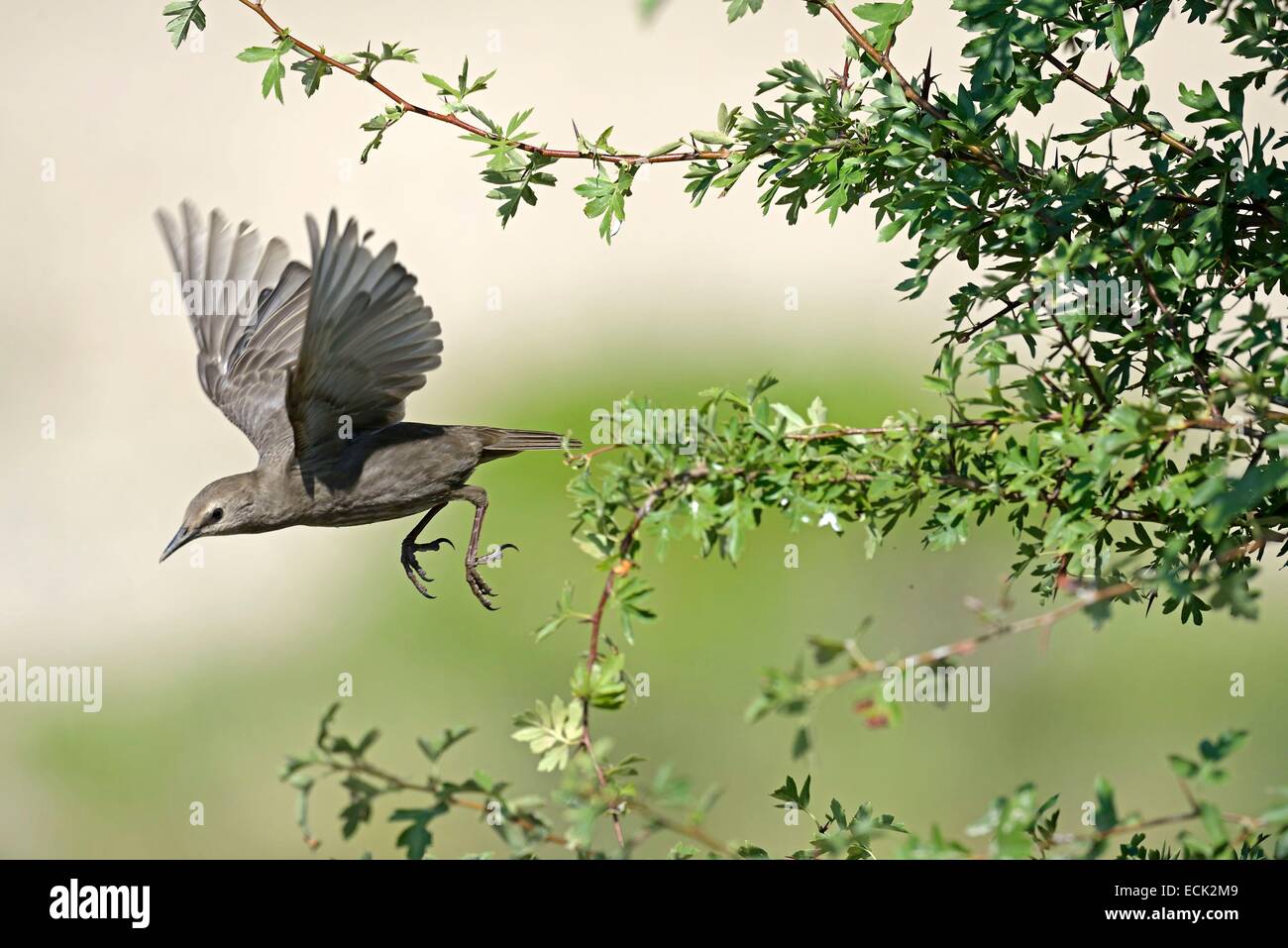 Leaving space hi-res stock photography and images - Alamy