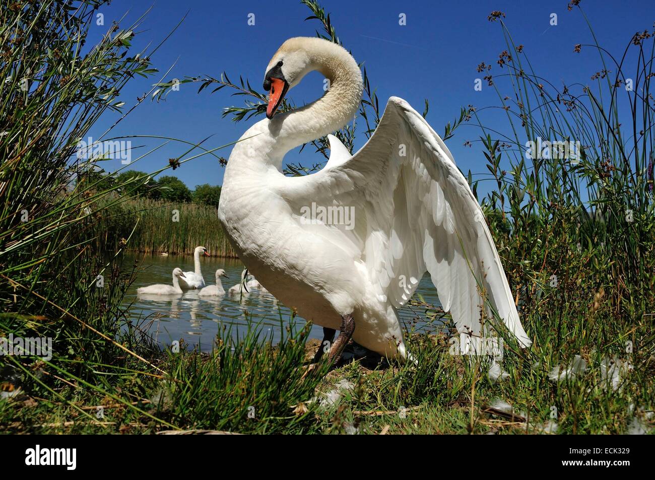 Swan position hi-res stock photography and images - Alamy