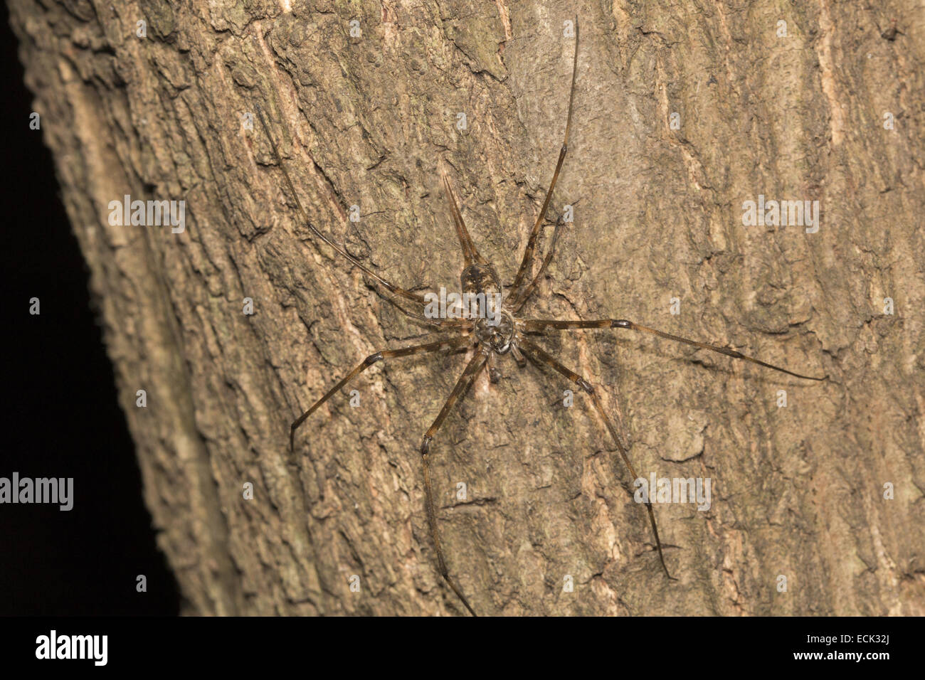 Two tailed spider Hersilia sp. Family: Hersilidae, Aarey Milk Colony ...