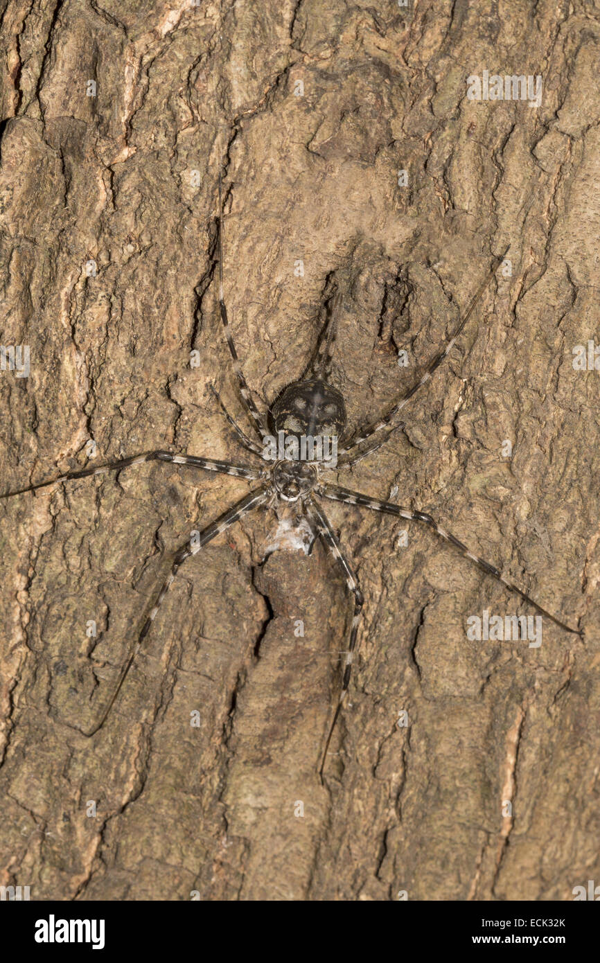 Two tailed spider Hersilia sp. Family: Hersilidae, Aarey Milk Colony ...
