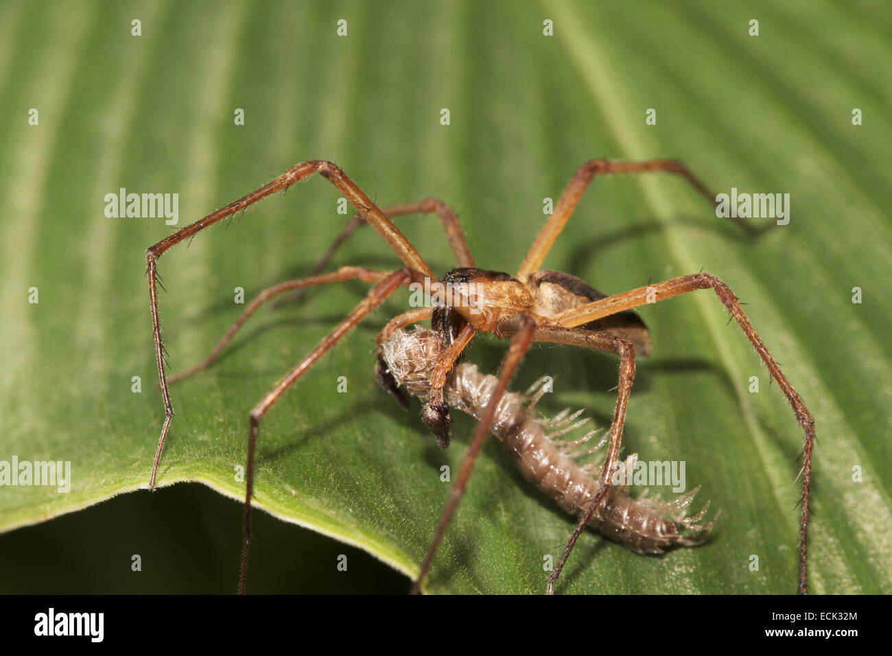 Lycosa sp web hi-res stock photography and images - Alamy