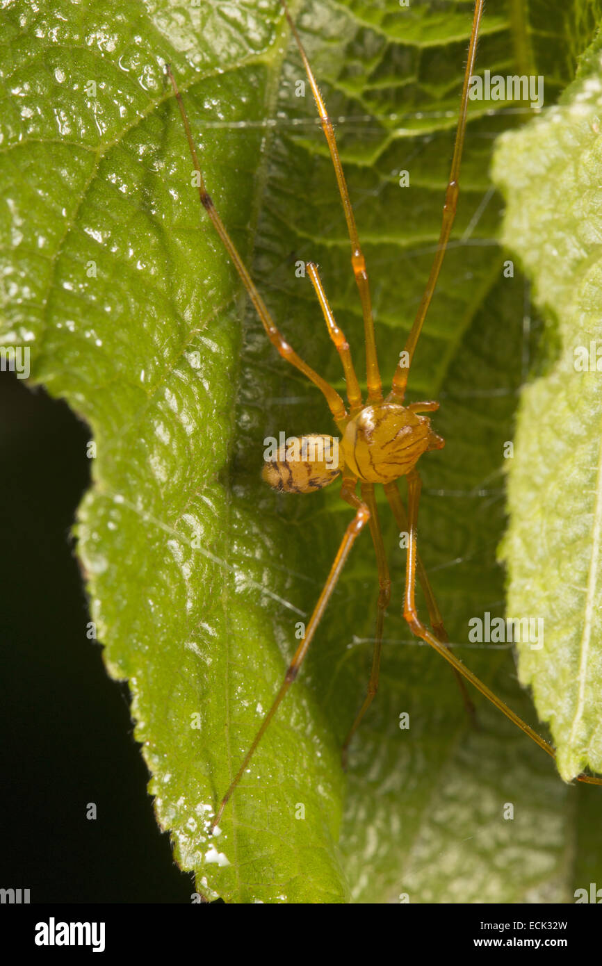 Spitting spider Scytodes sp. Family: Scytodidae, Aarey Milk Colony ...