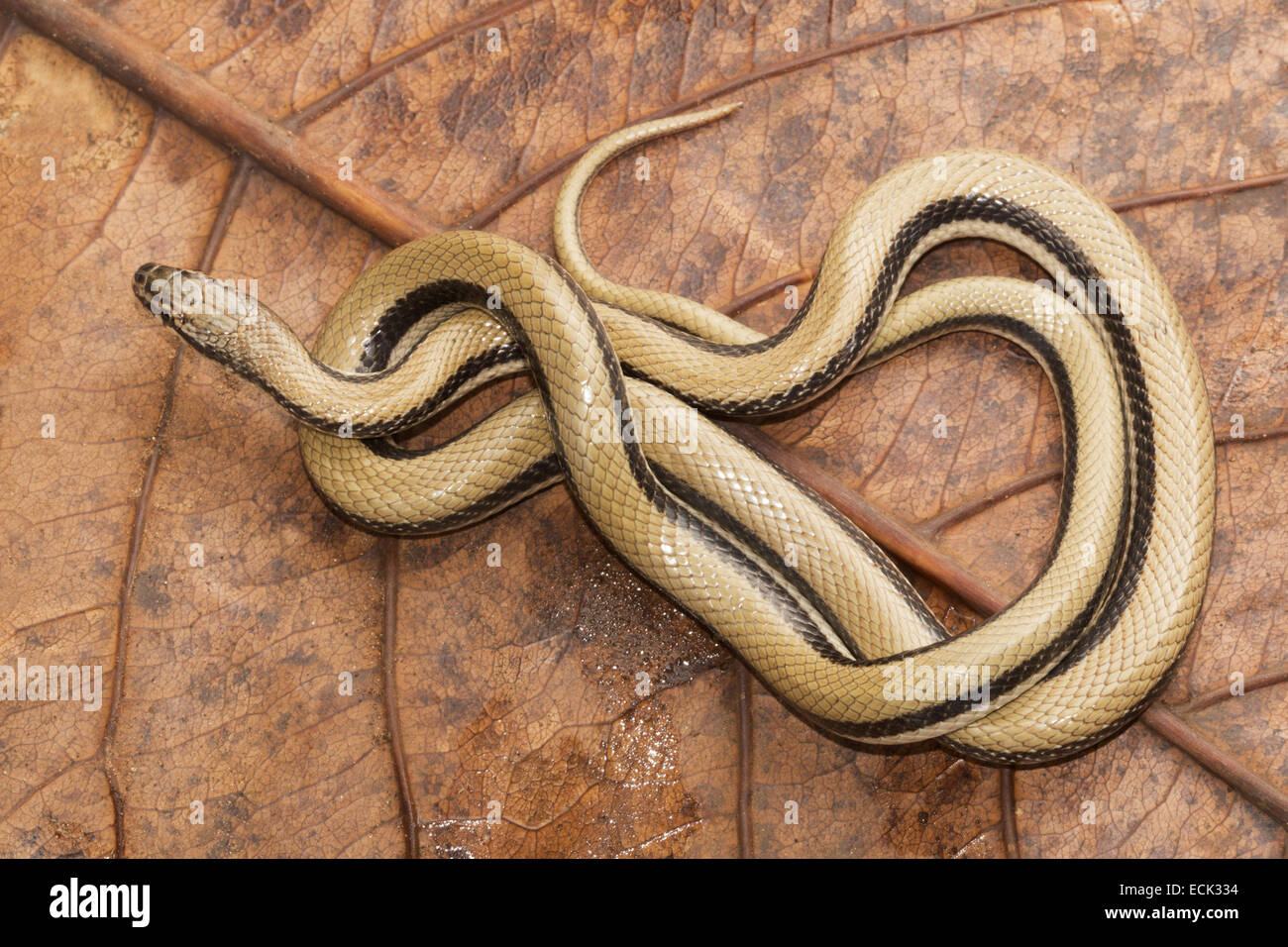 Reptile serpent snake hood hi-res stock photography and images - Alamy