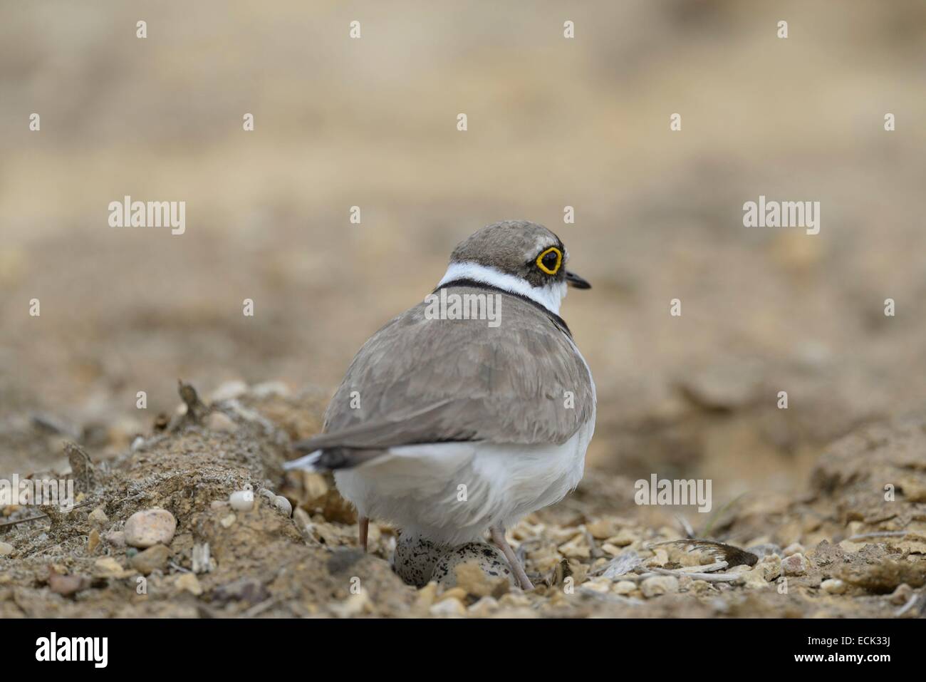 Brooding bird hi-res stock photography and images - Alamy