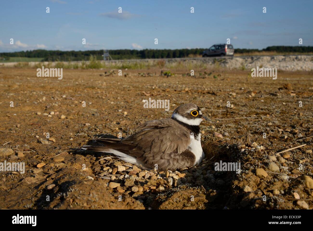 Brooding bird hi-res stock photography and images - Alamy