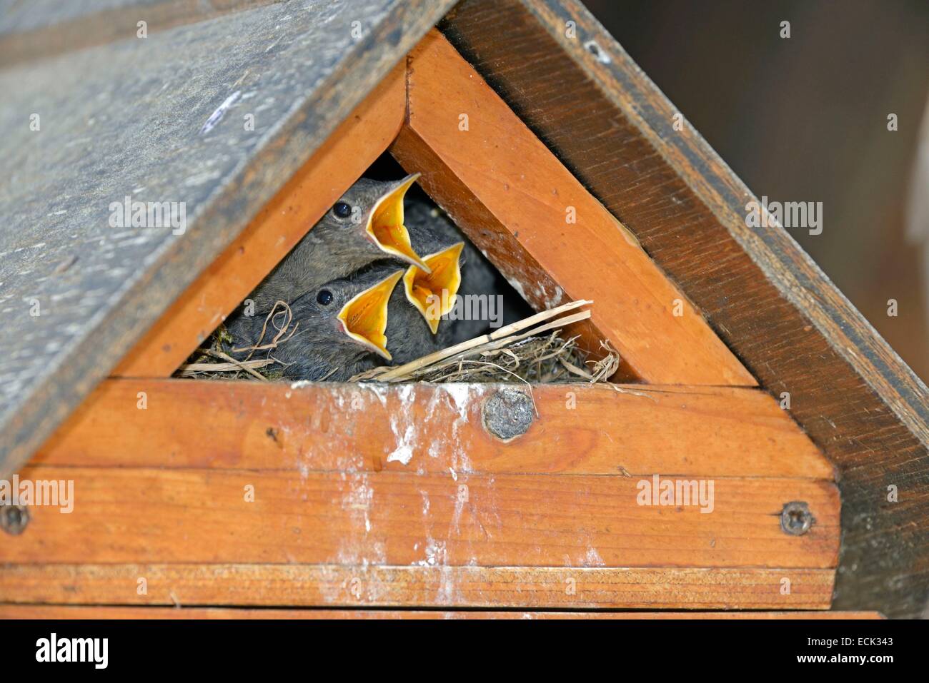 France, Doubs, Black Redstart (Phoenicurus ochruros), feeding the four ...