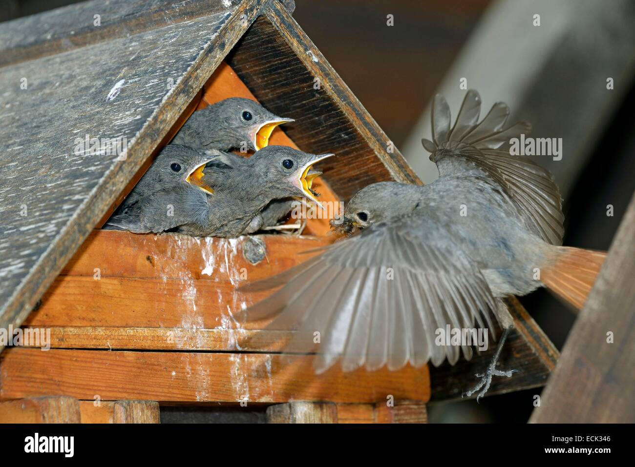 Black redstart at nestbox hi-res stock photography and images - Alamy