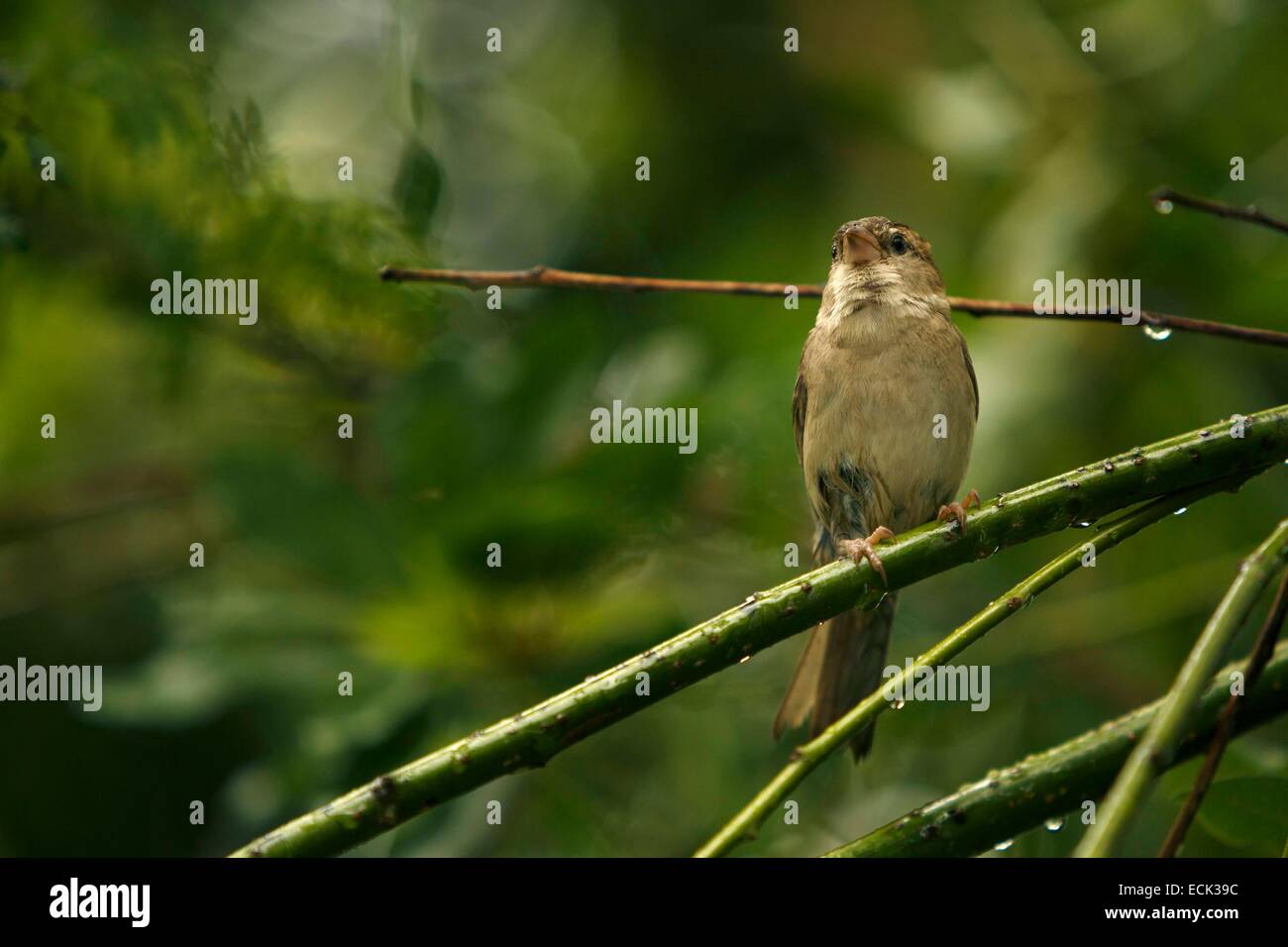 Sunda cuckoo shrike hi-res stock photography and images - Alamy
