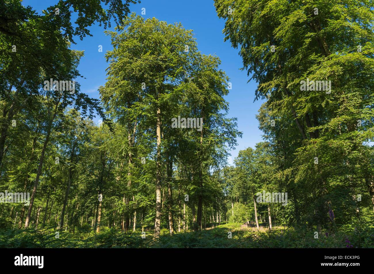 The village at lyons hi-res stock photography and images - Alamy
