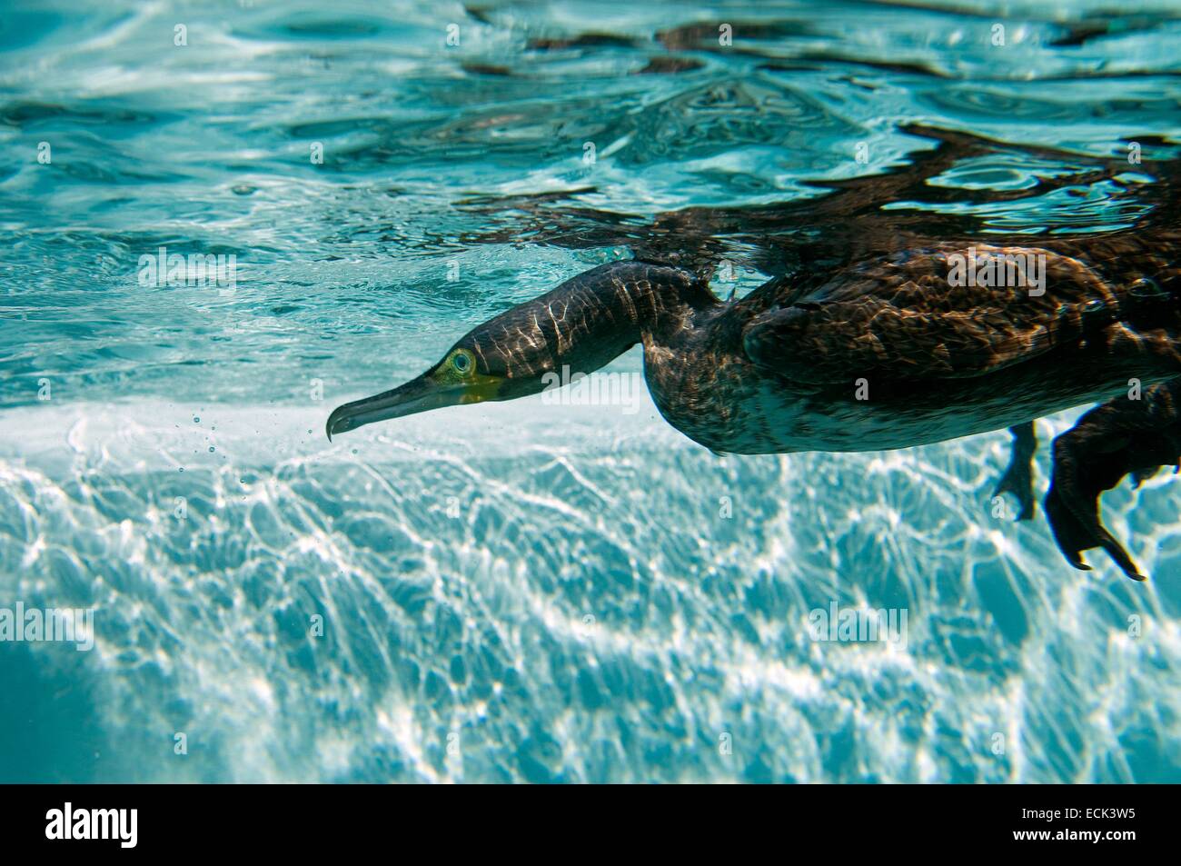 Cormorant swimming underwater hi-res stock photography and images - Alamy