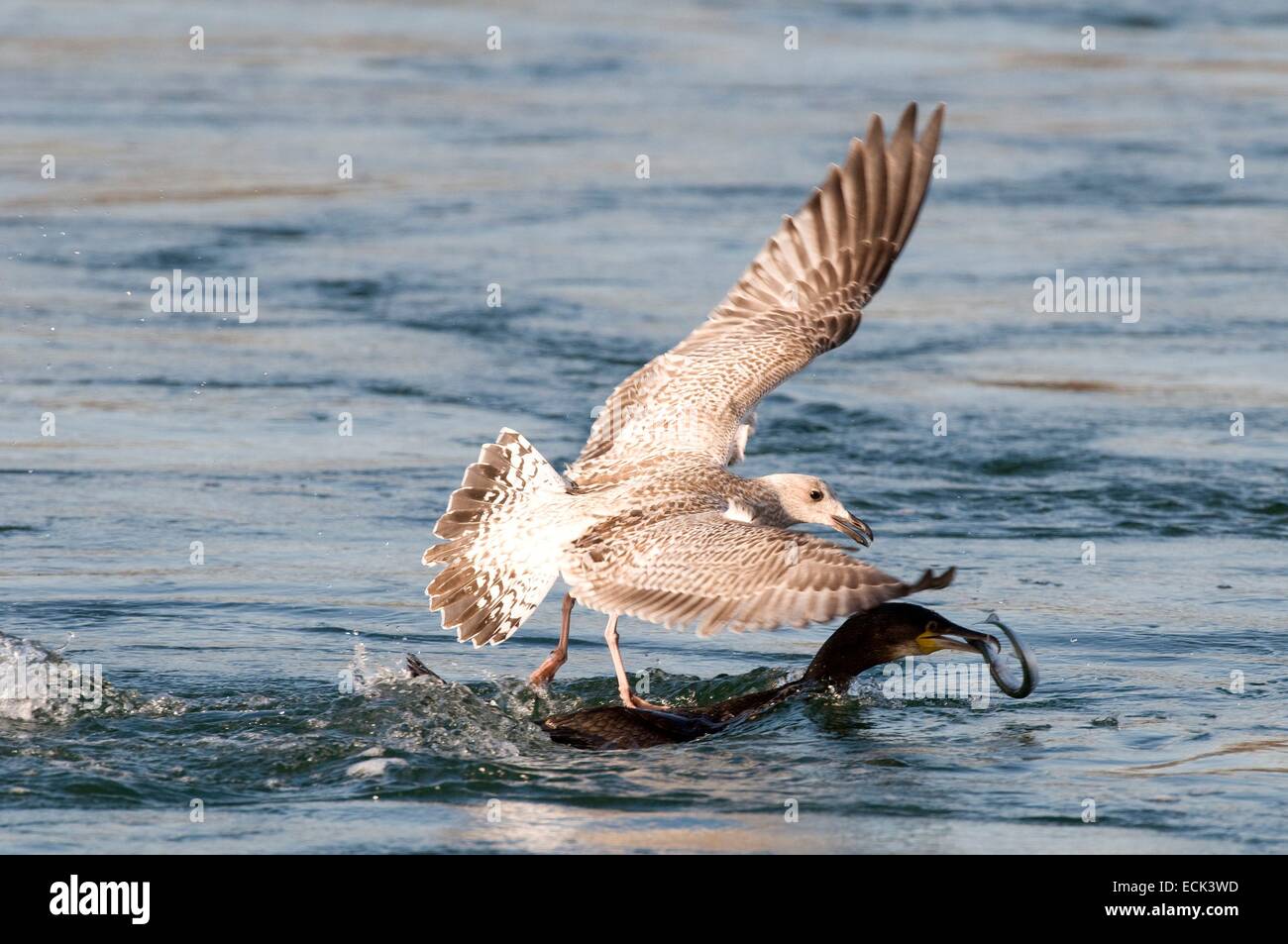 Cormorant (Phalacrocorax carbo), fishing, attacked by a Herring Gull ...