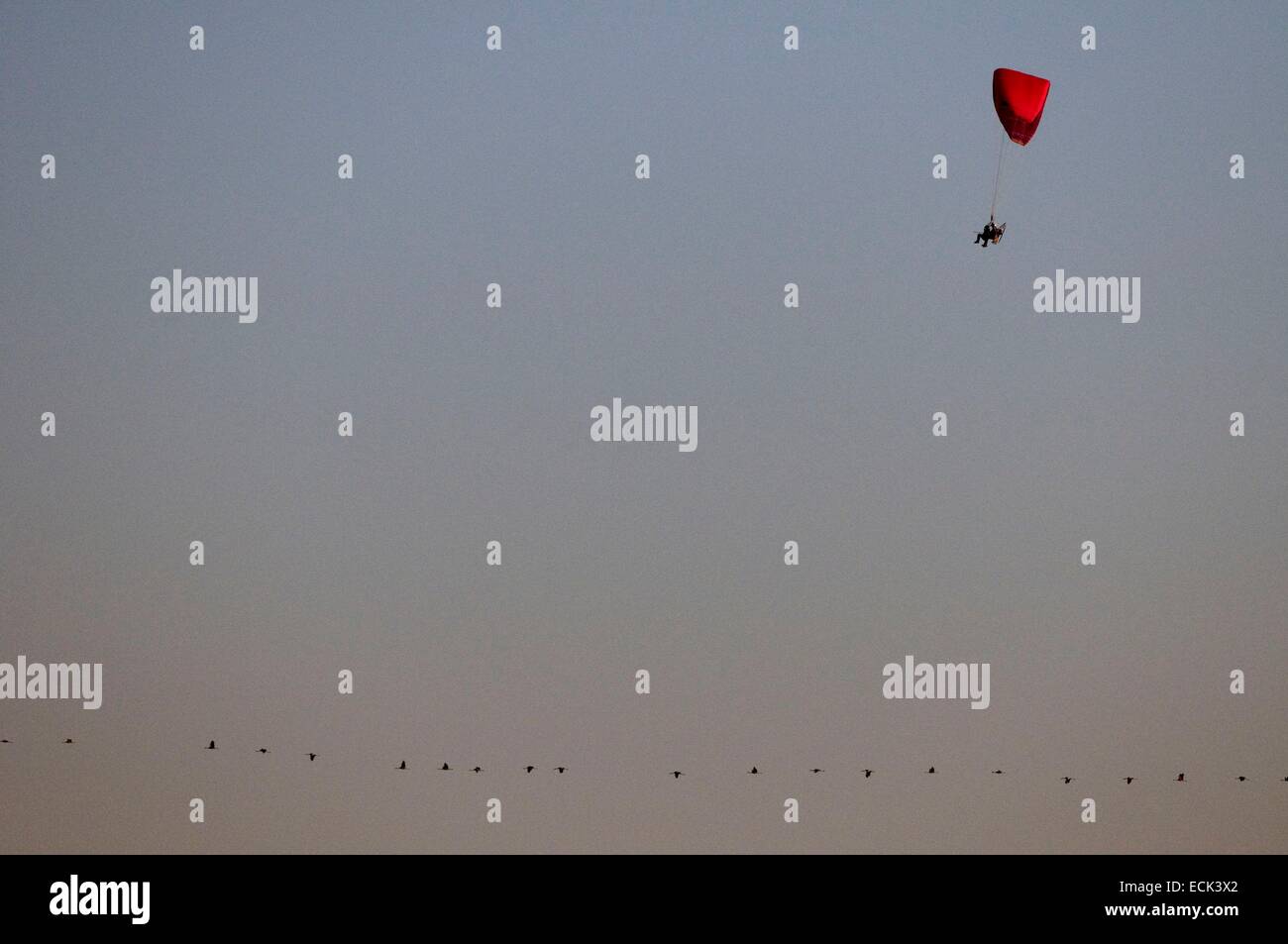 Paramotor and Cranes (Megalornis grus Stock Photo - Alamy